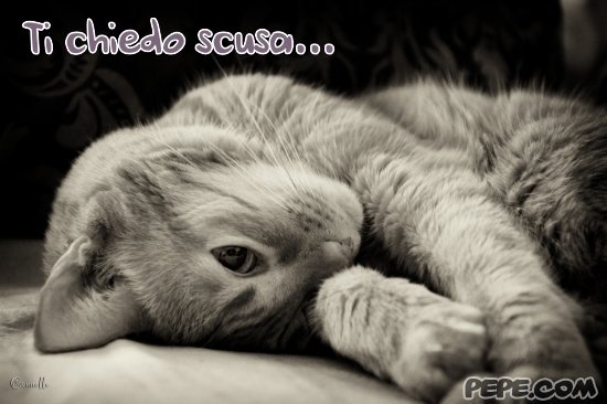 Mi scuso, gente di W.P. – tramineraromatico